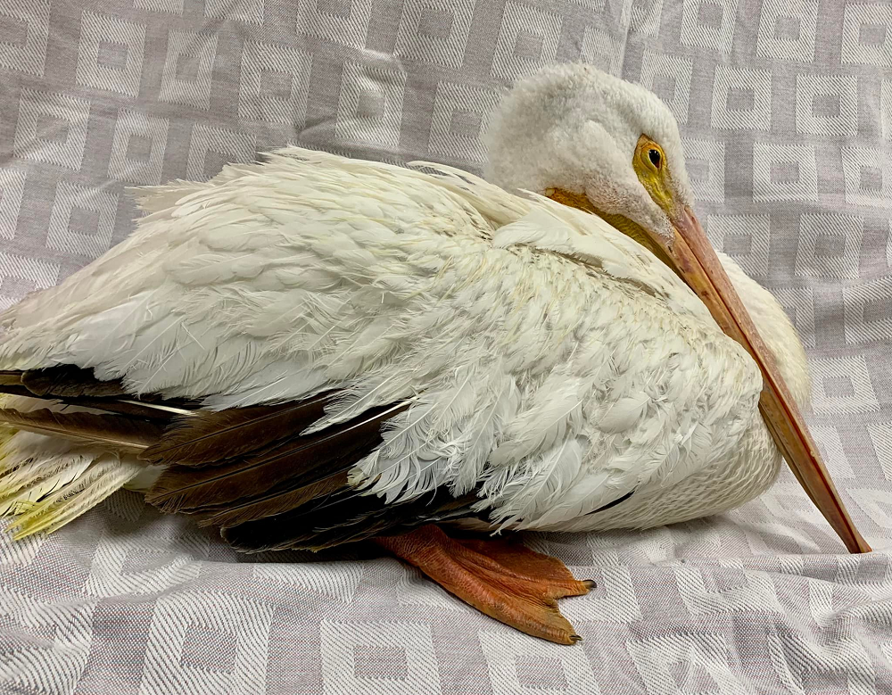 Pelican Rescue Becomes Training Exercise | Country 600 CJWW