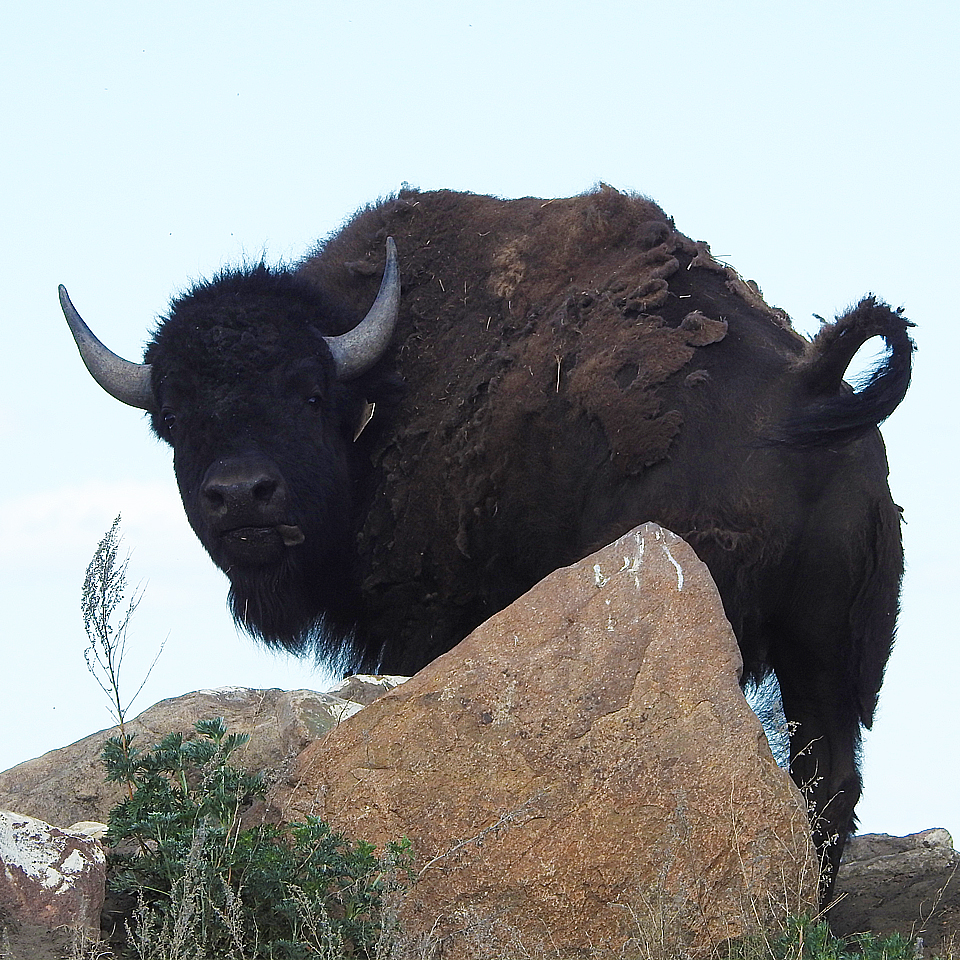 Wanuskewin bison herd continues to grow | Country 600 CJWW